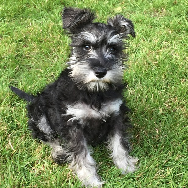 Miniature Schnauzer puppy | Mumsnet