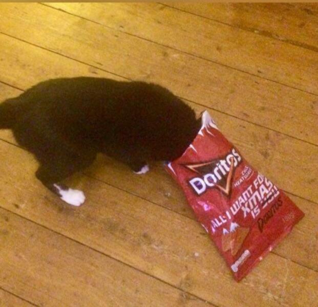 Hundreds of cats, thousands of cats, millions and billions and ...