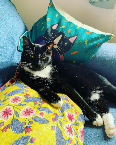 National Black Cat Day today, 27th October. | Mumsnet