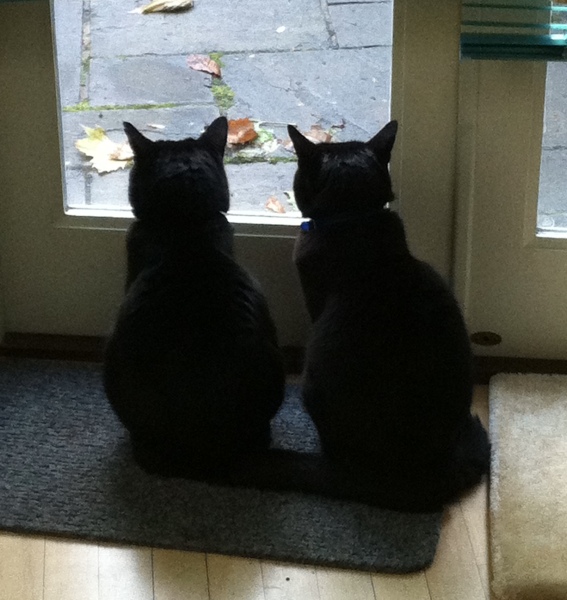 National Black Cat Day today, 27th October. | Mumsnet