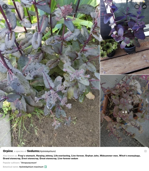 Can you identify this plant please? | Mumsnet