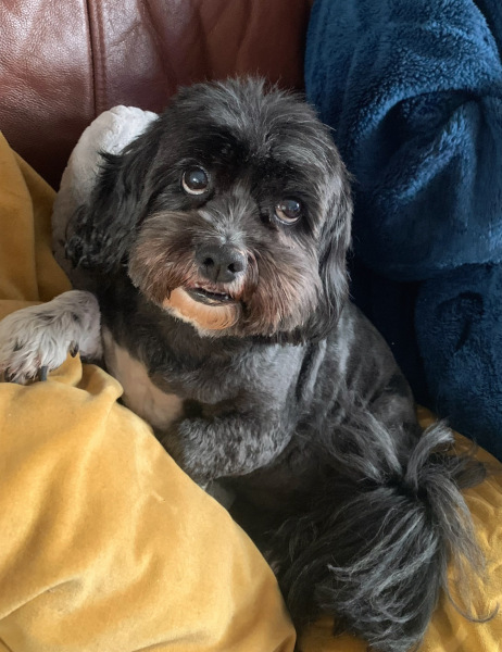 September’s Dog of the Month: Share Your Photos & Win £100! 🐾 | Mumsnet
