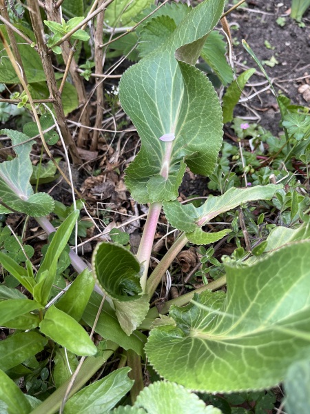 Plant ID help please | Mumsnet