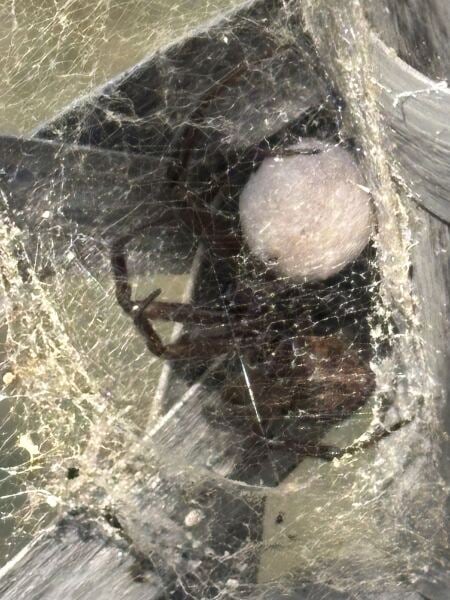 Page 2 | WWYD: Giant armoured mum spider (assumed) with eggs has taken ...