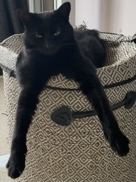 Page 2 | Is this a known cat pose or is mine just a (beautiful) weirdo ...