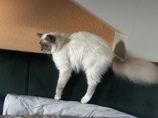 Is this a known cat pose or is mine just a (beautiful) weirdo? | Mumsnet