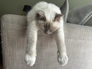 Is this a known cat pose or is mine just a (beautiful) weirdo? | Mumsnet
