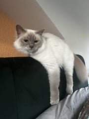 Is this a known cat pose or is mine just a (beautiful) weirdo? | Mumsnet