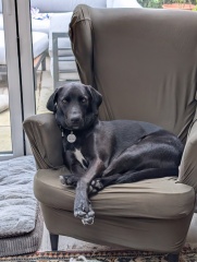 What breed mix would you put this chap as? | Mumsnet